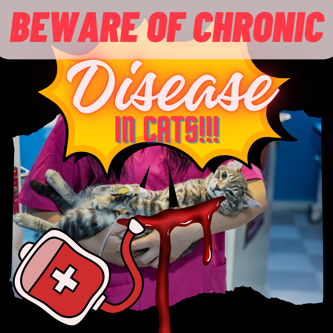 Cat Chronic Kidney Disease: Symptoms, Causes, Effects, and Treatment